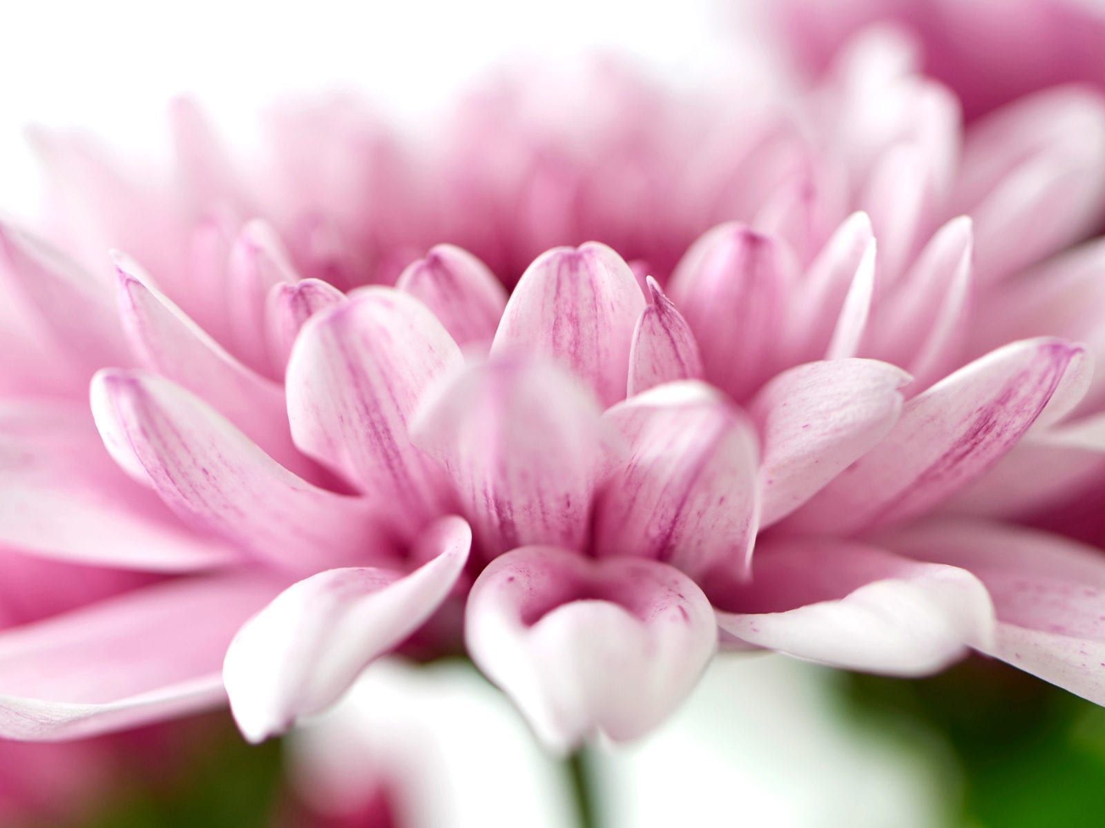 Homepage - Royal Van Zanten