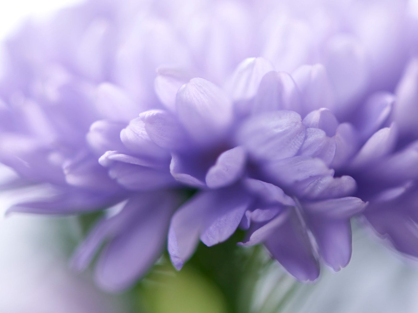 Homepage - Royal Van Zanten