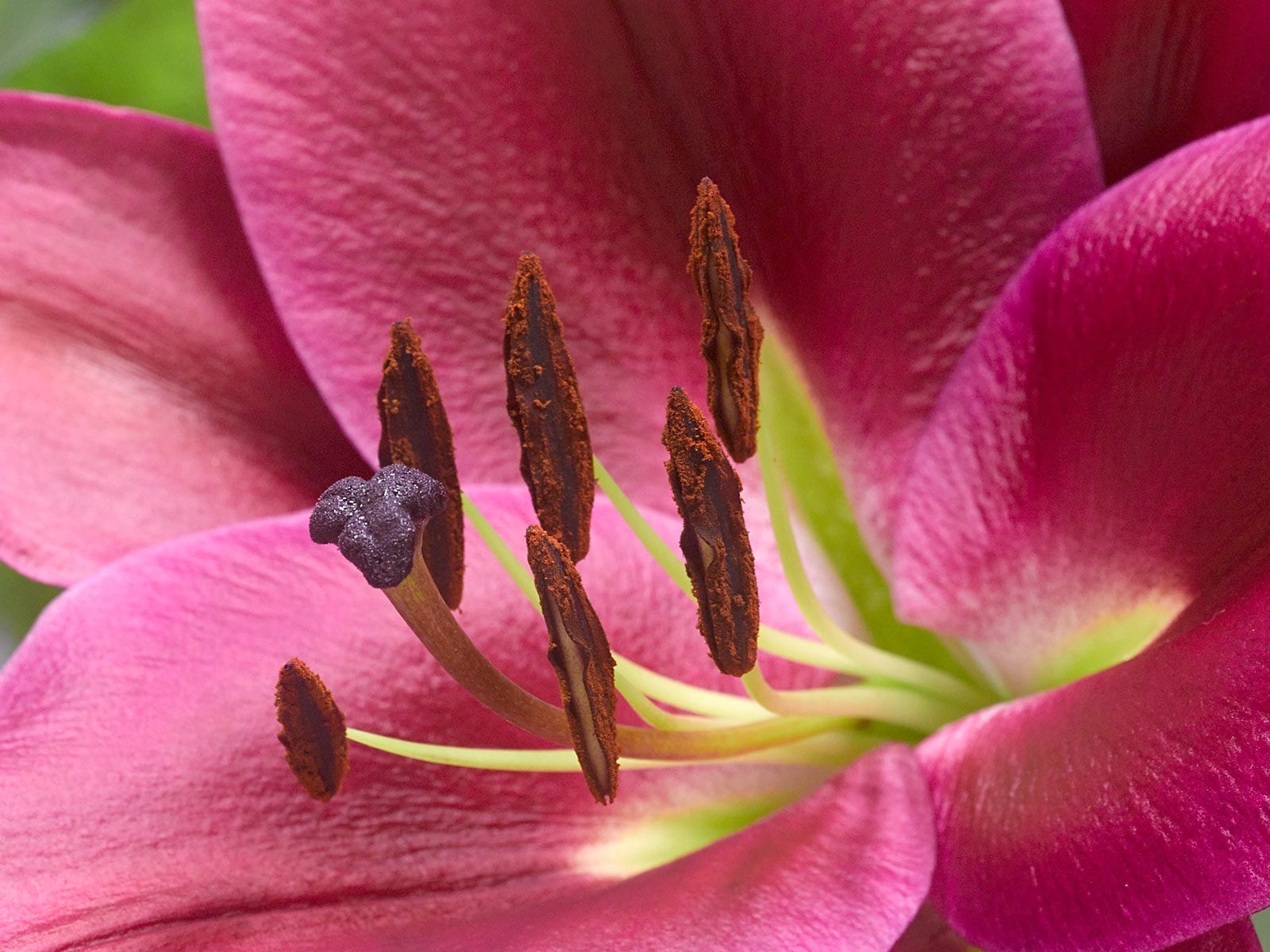 Homepage - Royal Van Zanten