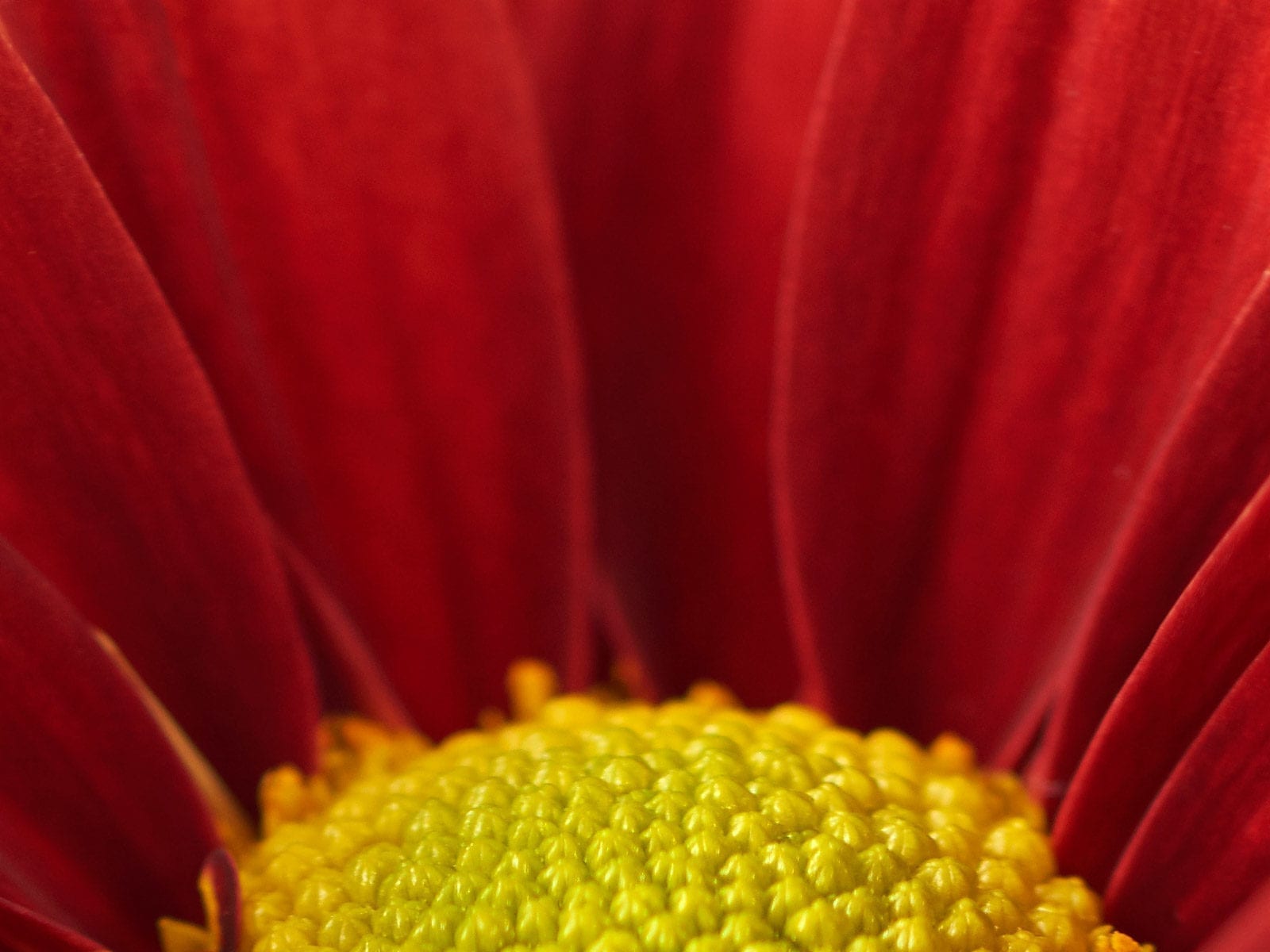 Homepage - Royal Van Zanten