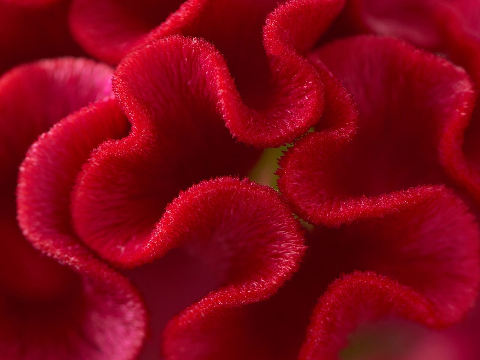 Homepage - Royal Van Zanten