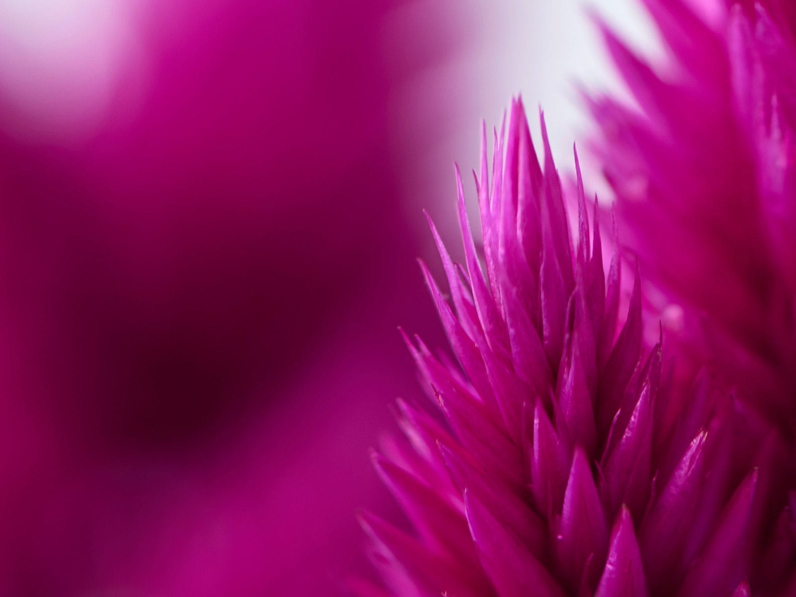 Homepage - Royal Van Zanten