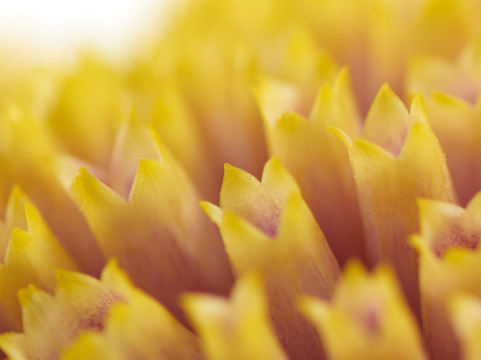 Homepage - Royal Van Zanten