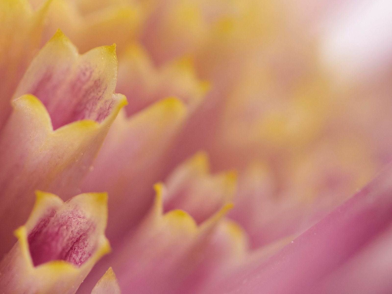 Homepage | Royal Van Zanten