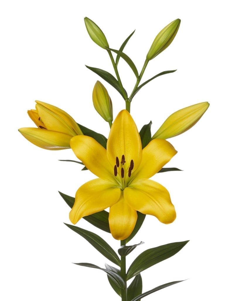 Flowerbulbs | Royal Van Zanten