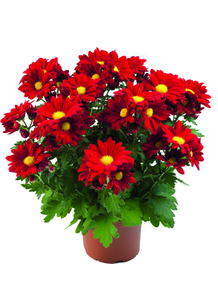 Potmum_Elliot_pot - Royal Van Zanten