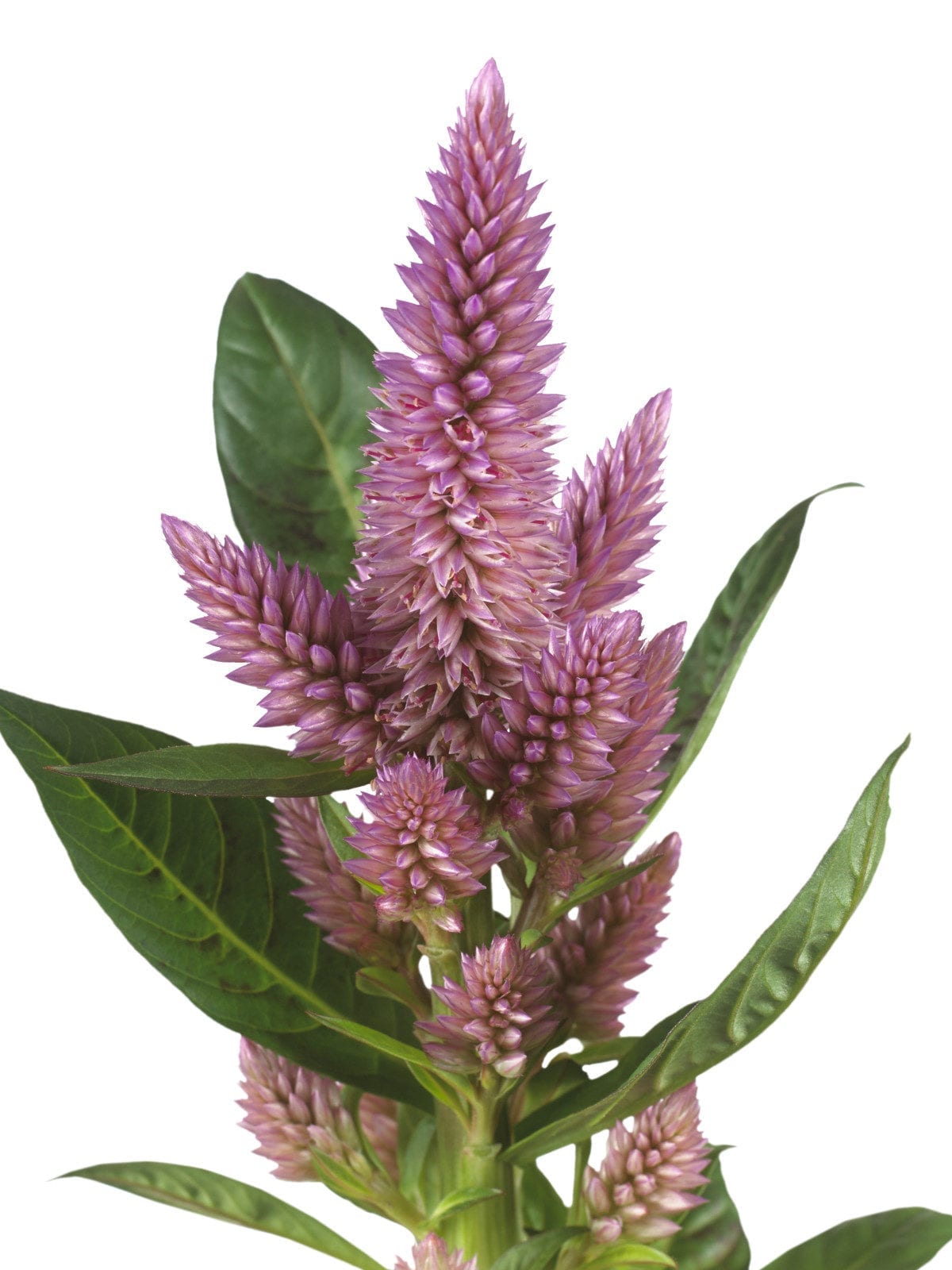 Merida® Pink | Royal Van Zanten