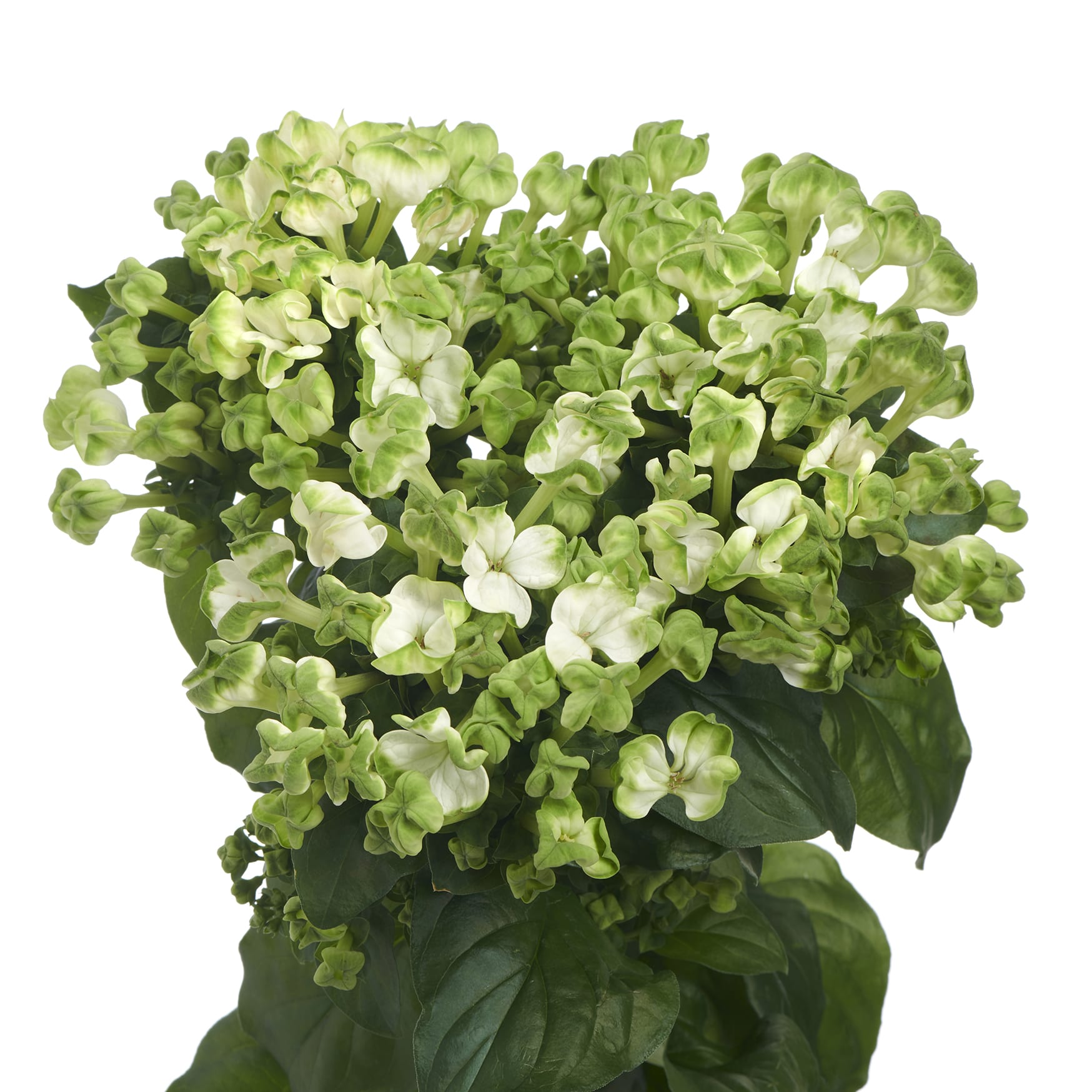 Crazy Green ™ - Royal Van Zanten