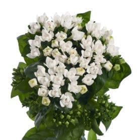 Homepage - Royal Van Zanten