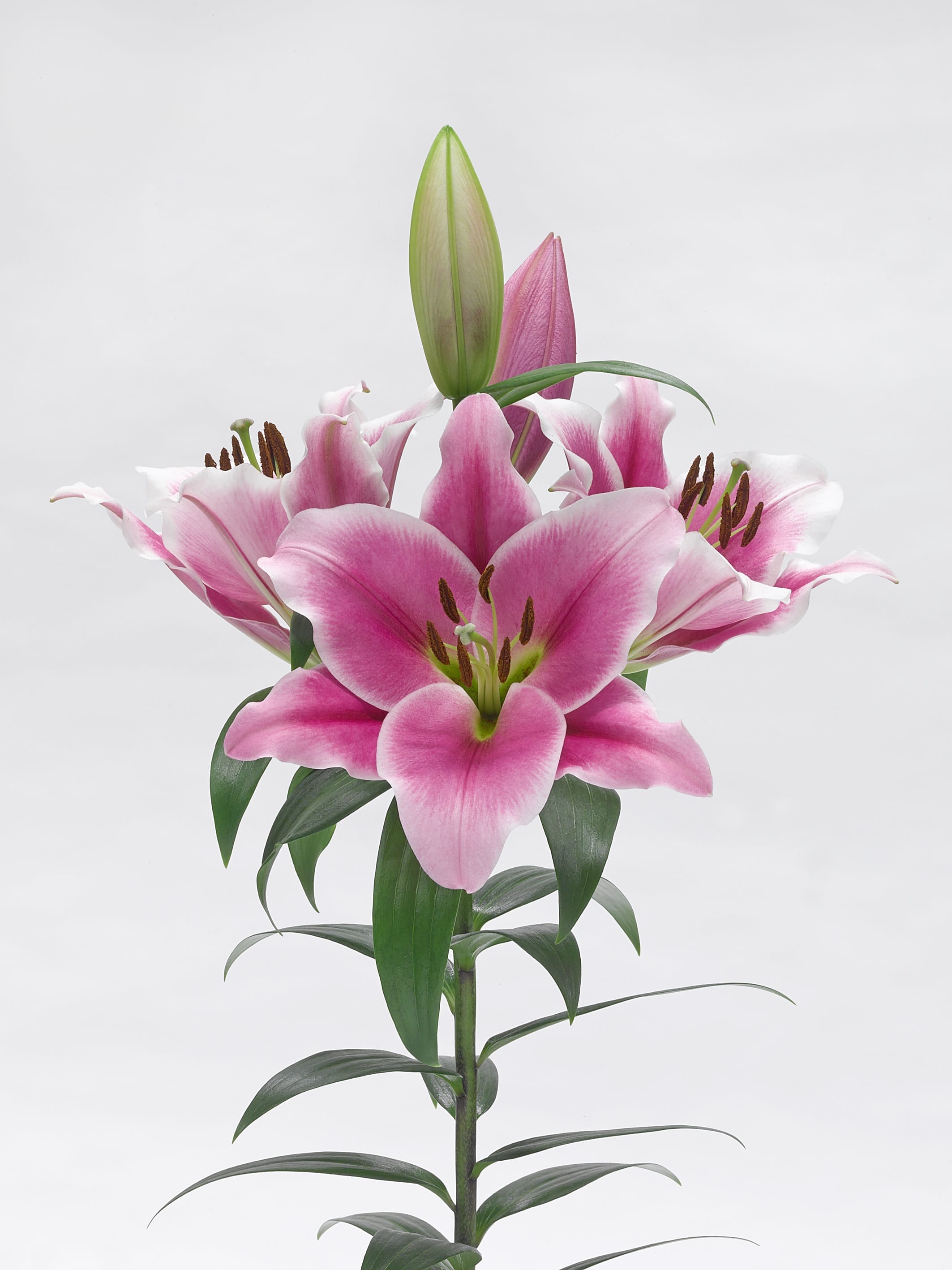 Tigris - Royal Van Zanten