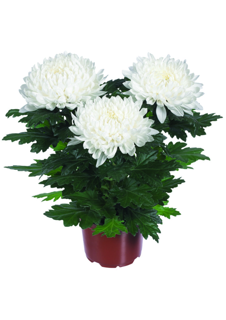 Potmum_Monk_pot - Royal Van Zanten