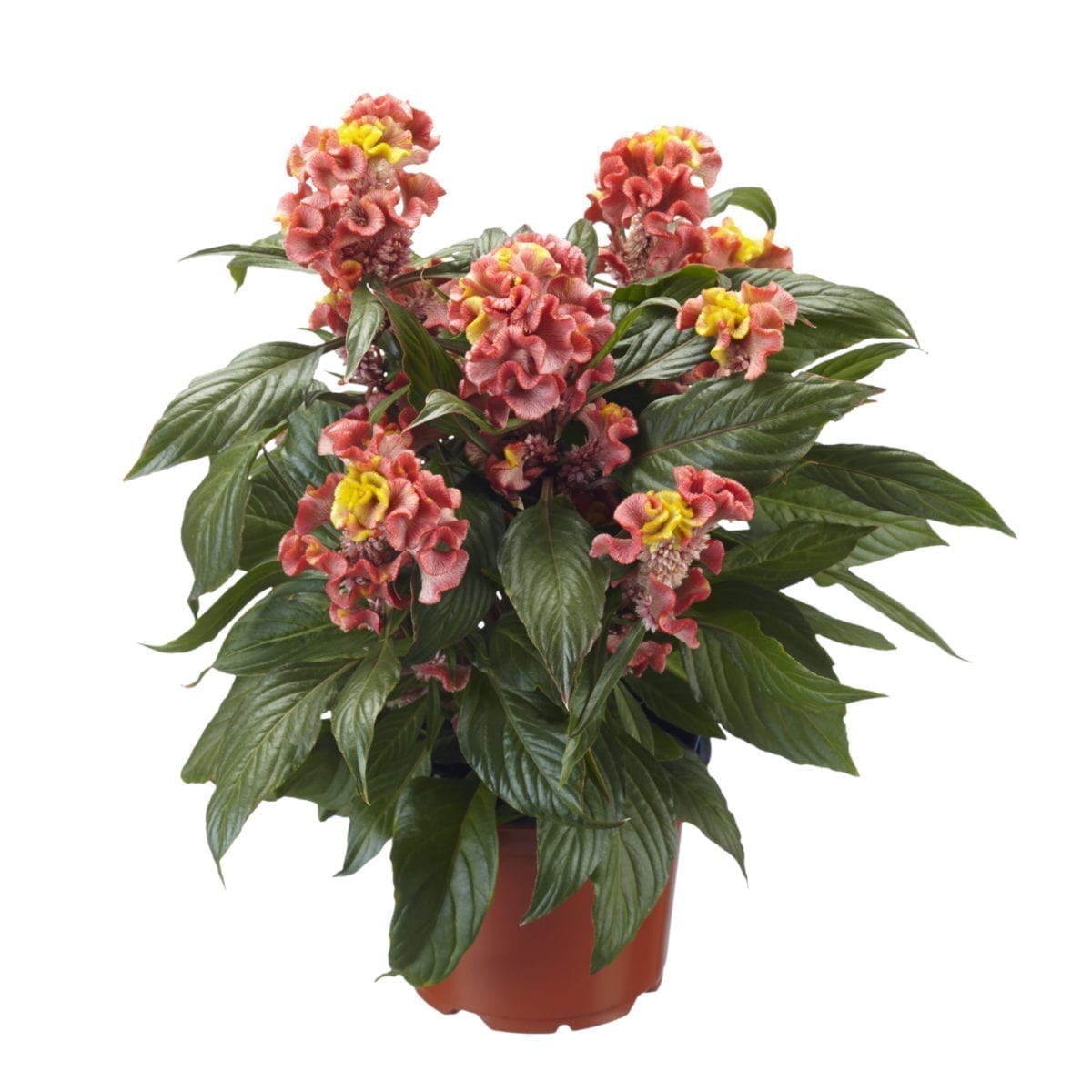 rvz_celosia_hottopic_clown_pot - Royal Van Zanten