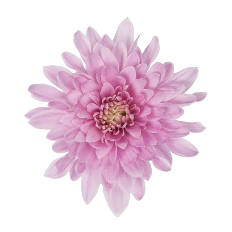 Chrysanthemum-cinderella-flower-lr - Royal Van Zanten