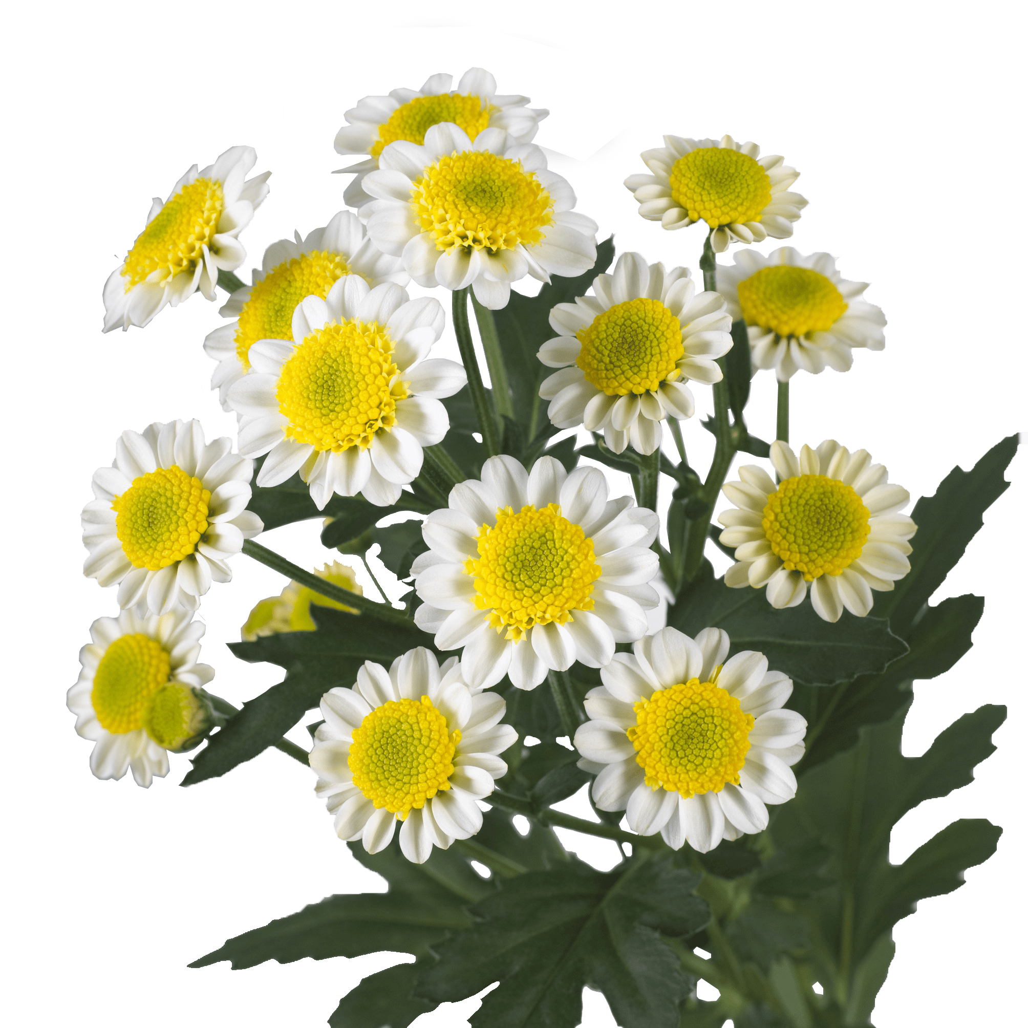 RVZ_chrysant_Sun_Up - Royal Van Zanten