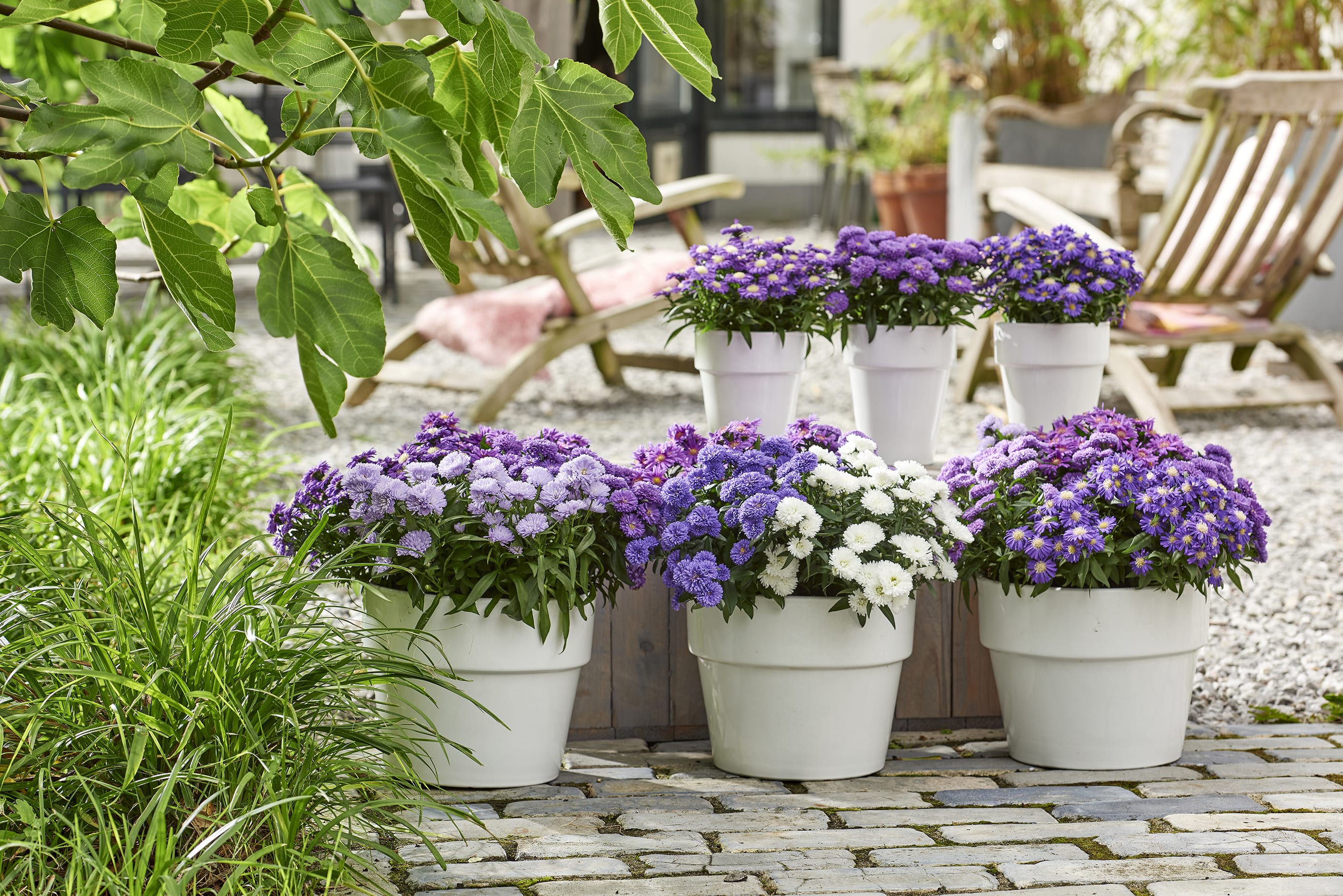 Showmakers® - Royal Van Zanten