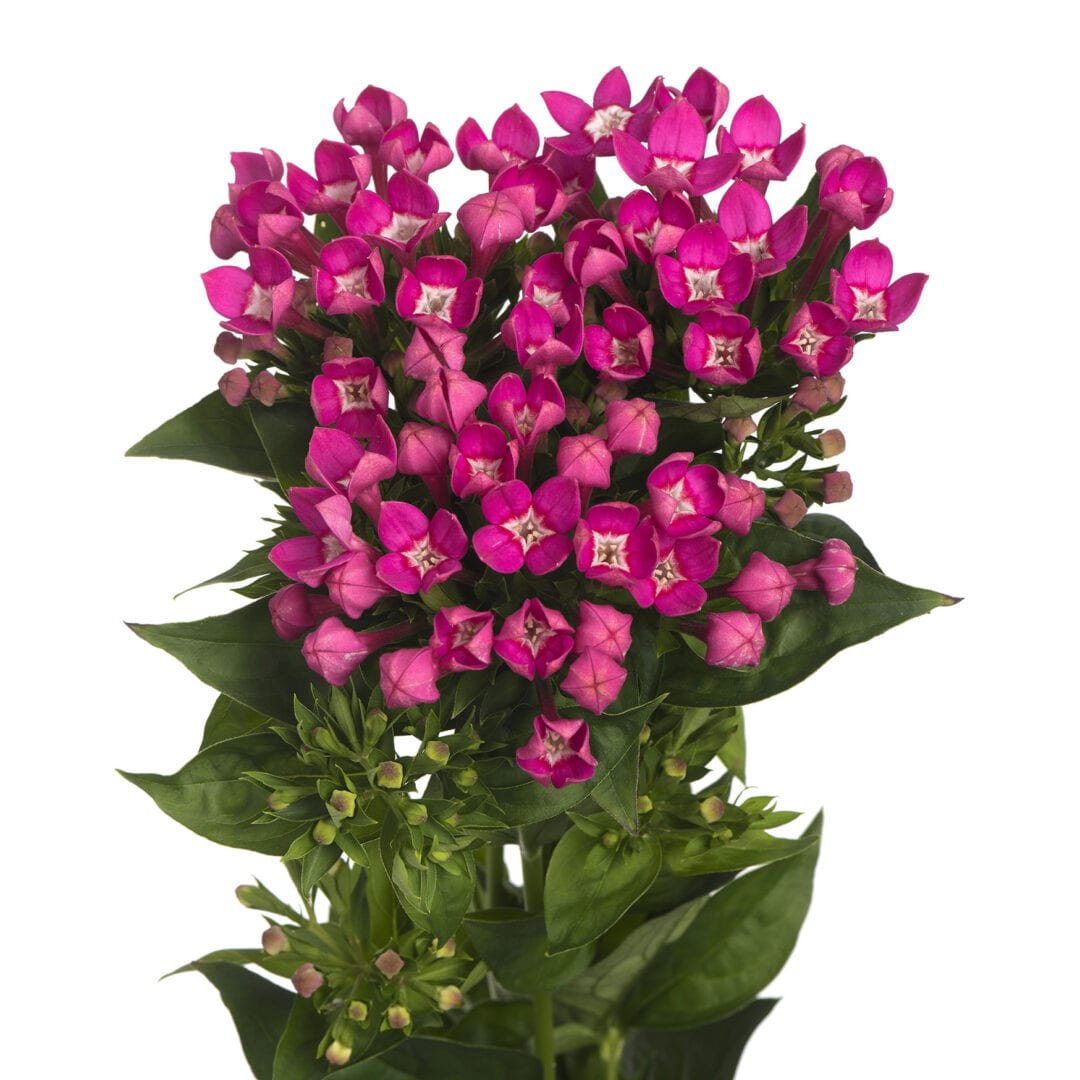 Royal Fuchsia™ - Royal Van Zanten