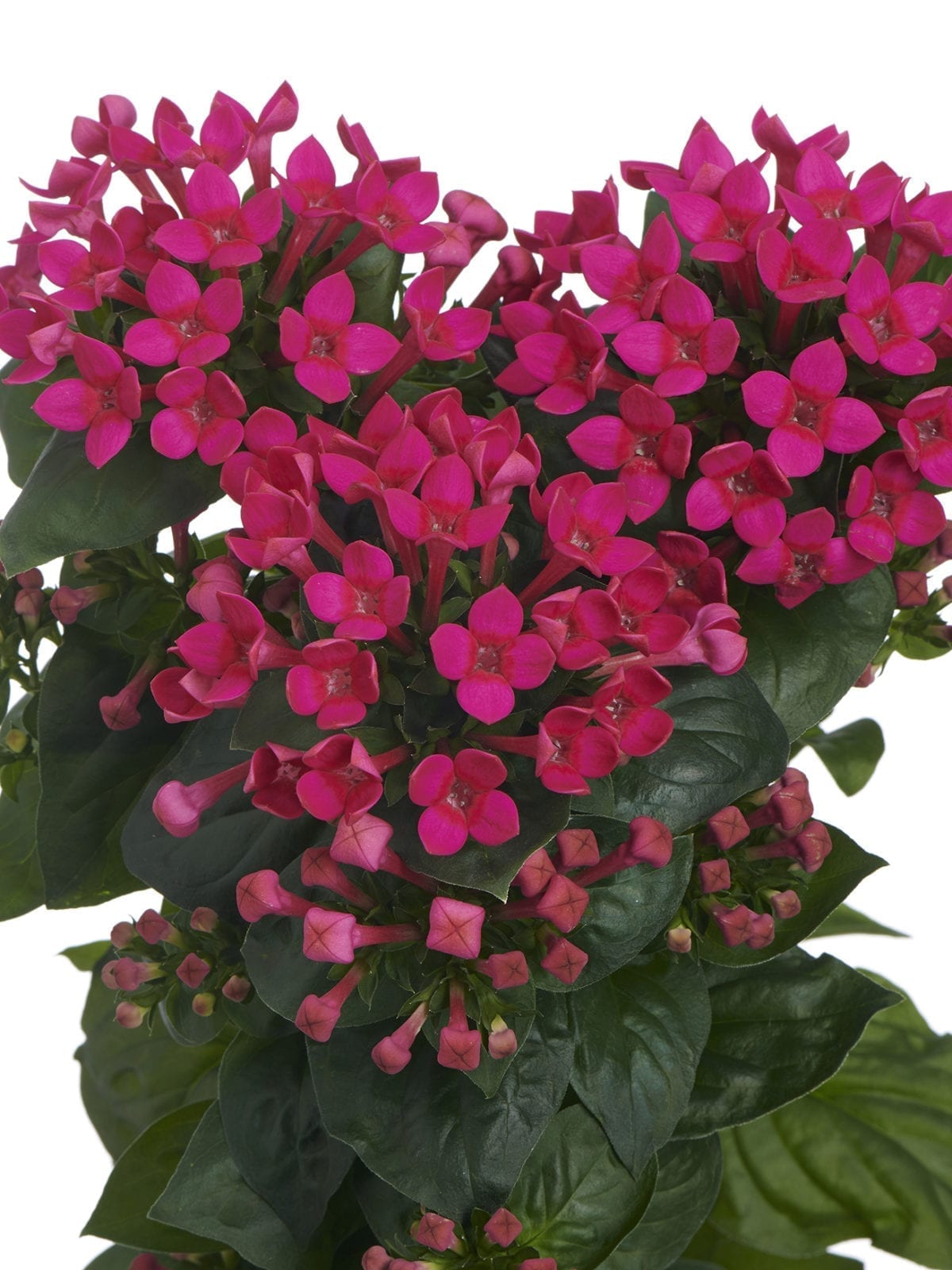 Royal Fuchsia™ | Royal Van Zanten