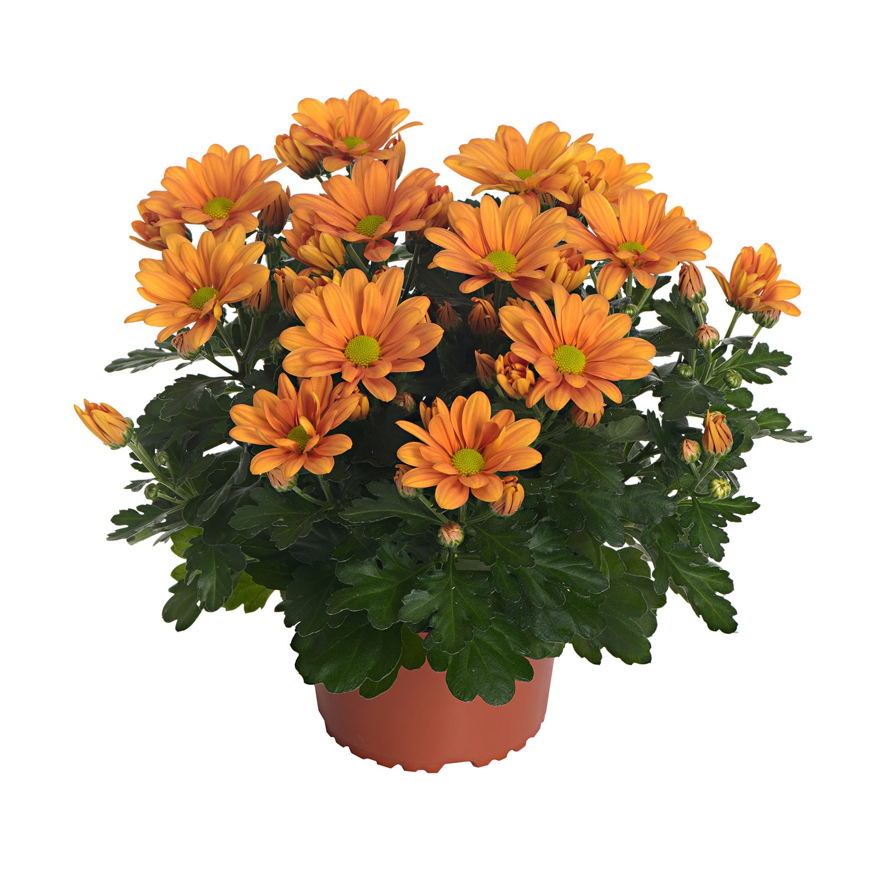 Sunset Time - Royal Van Zanten