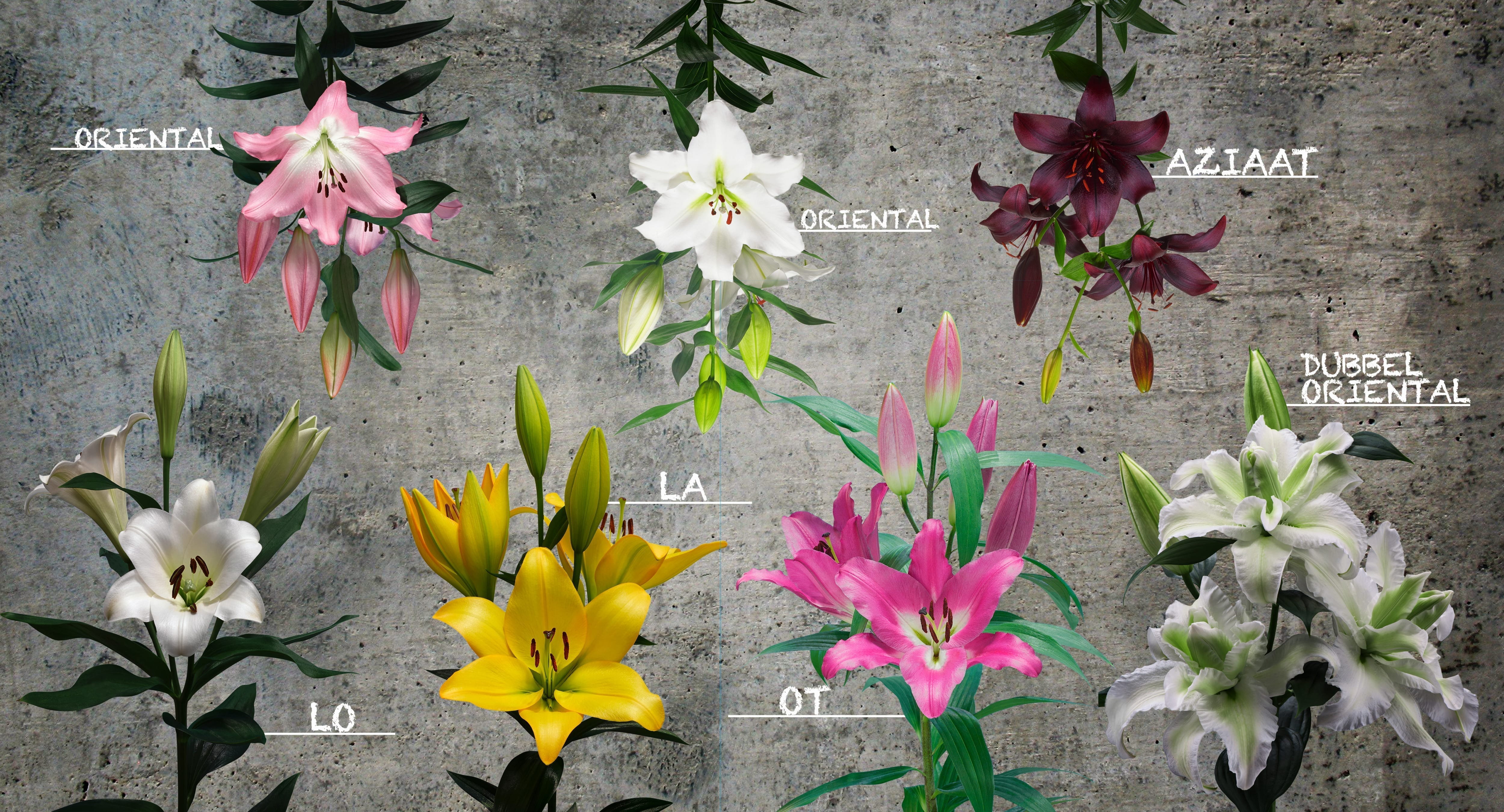 Lelies: wat is wat? - Royal Van Zanten