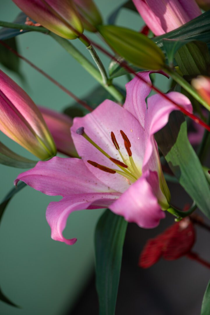 Royal van Zanten - Royal Van Zanten