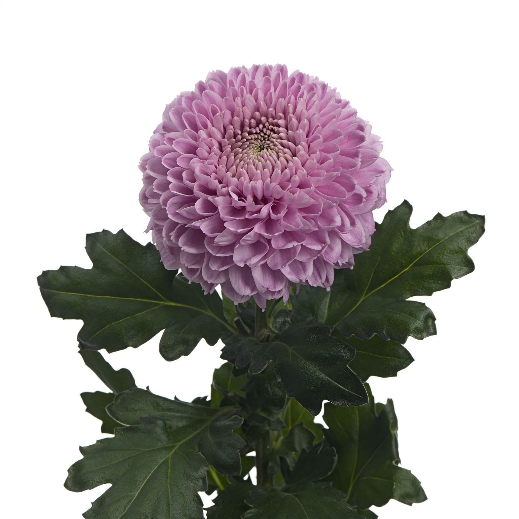Vanya Pink | Royal Van Zanten