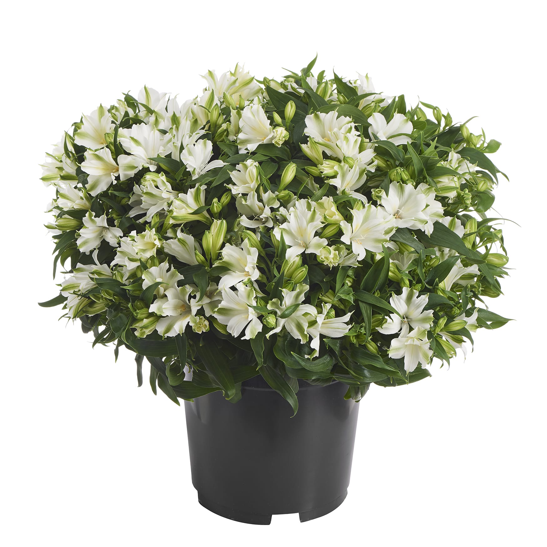 Pot plants Archieven - Royal Van Zanten