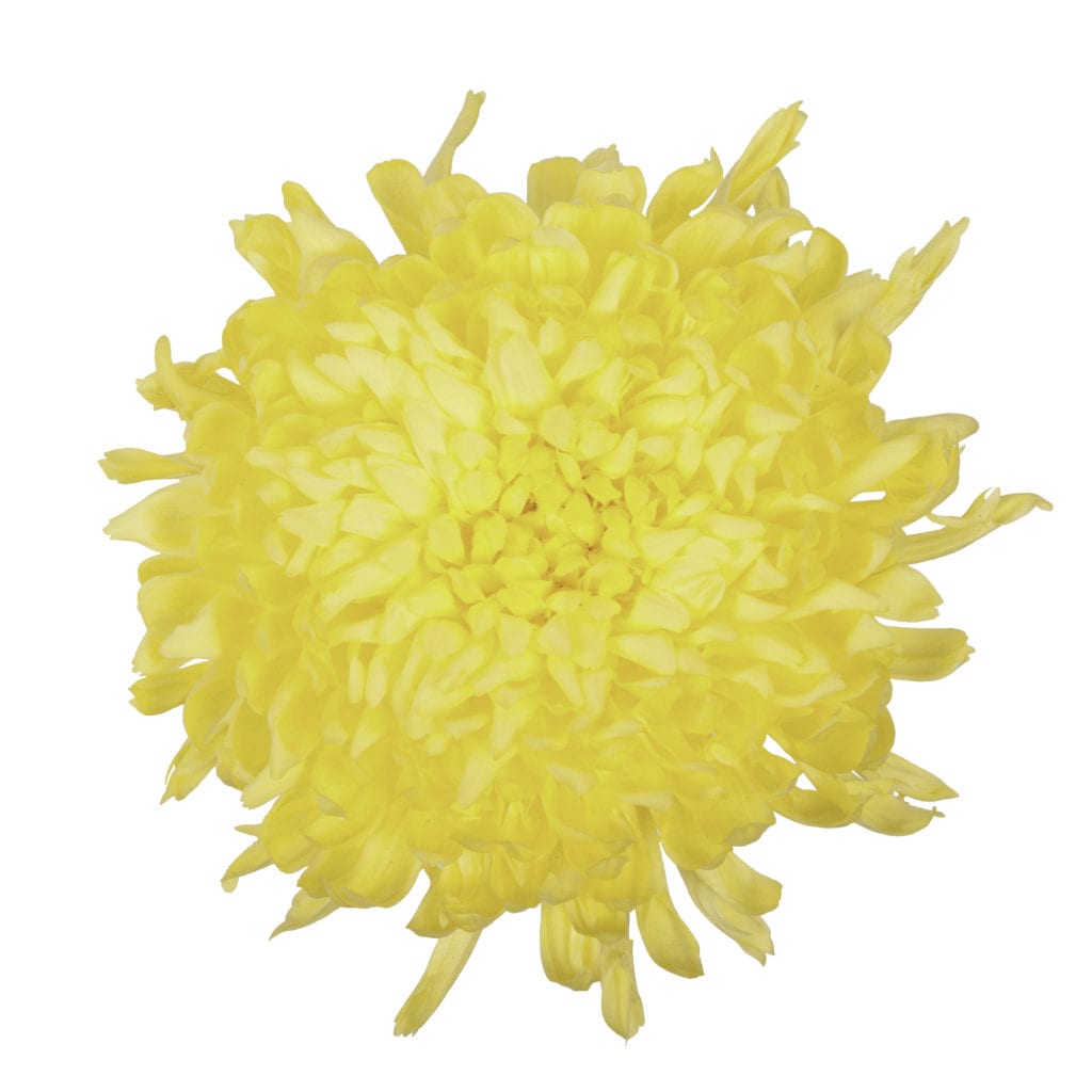 Chrysanthemum-abaco-flower-hr - Royal Van Zanten
