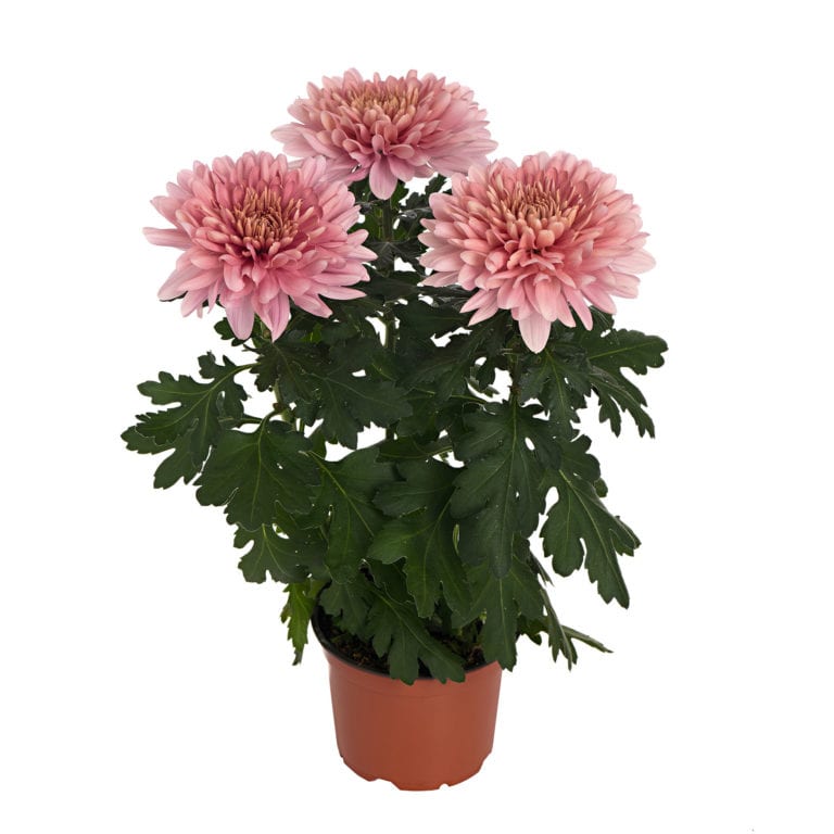 Pot chrysant disbud Archieven - Royal Van Zanten