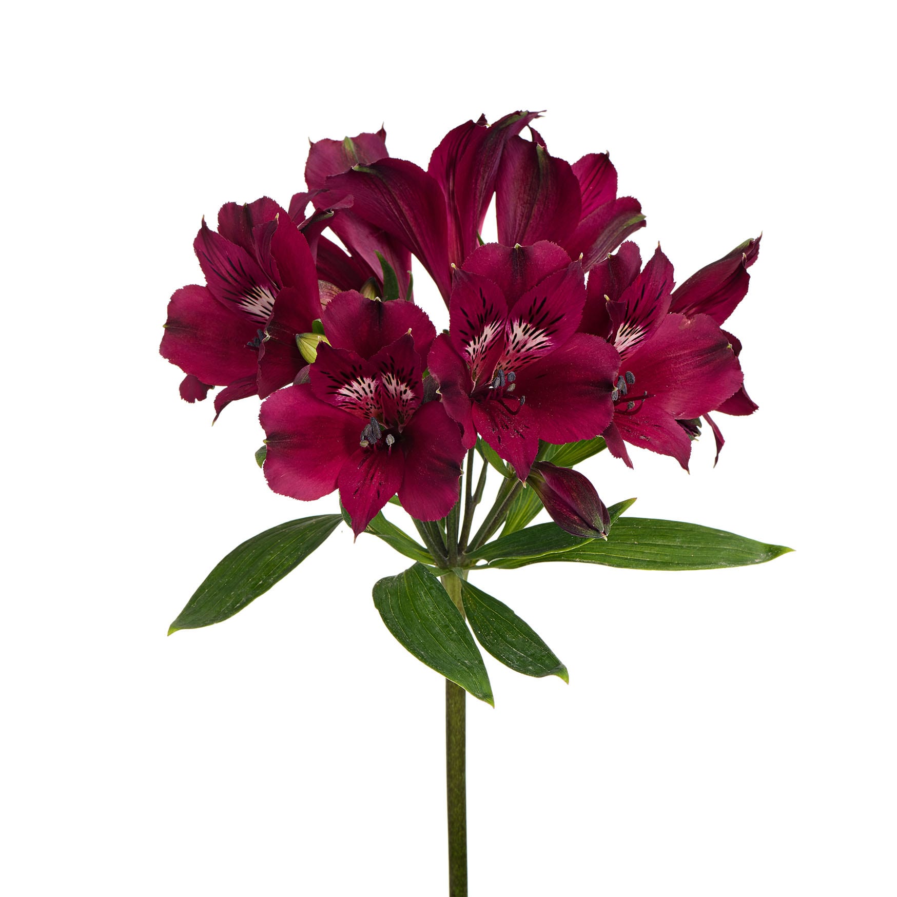 Velvet Queen™ - Royal Van Zanten