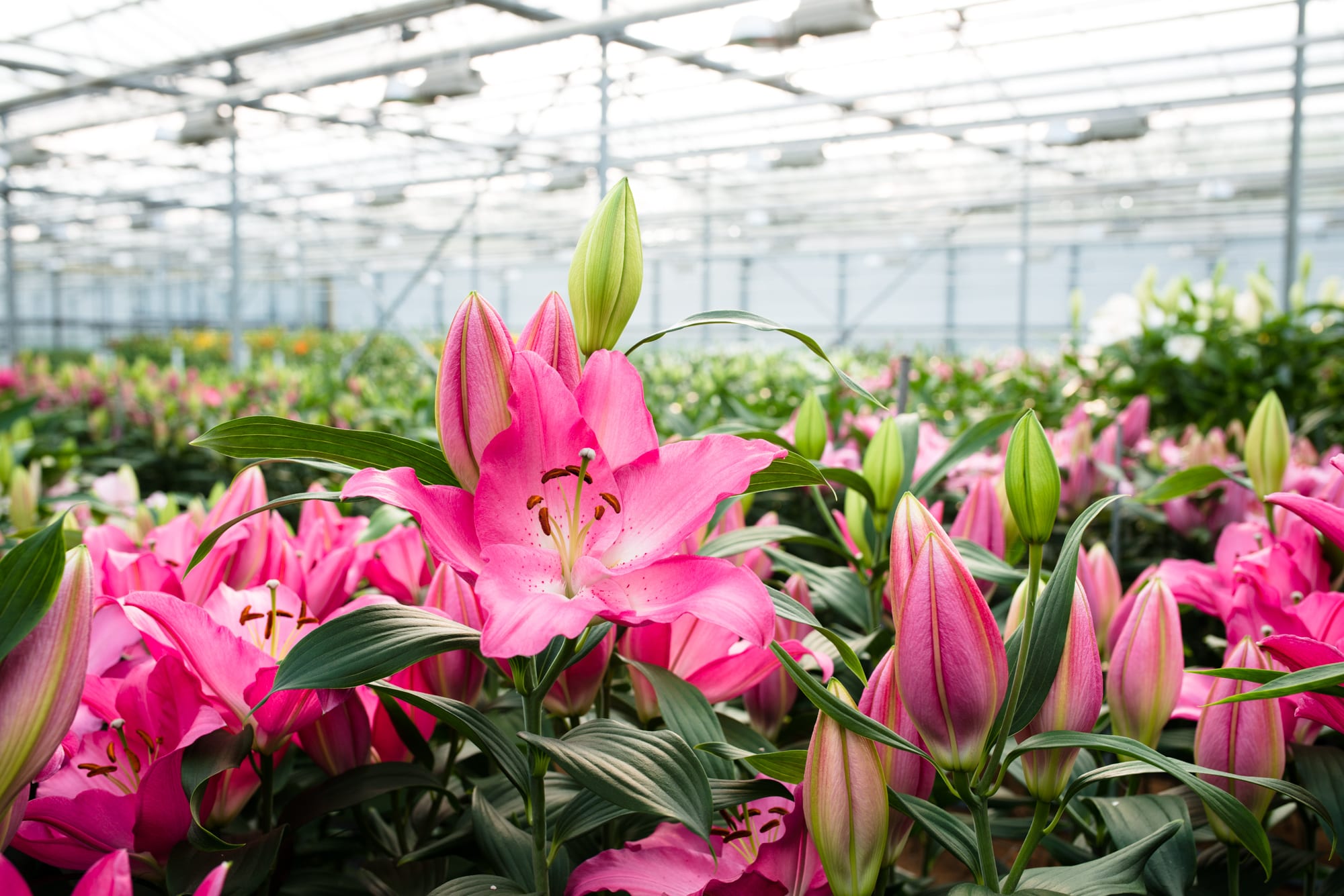 Dutch Lily Days 'see tomorrow's lilies today' - Royal Van Zanten