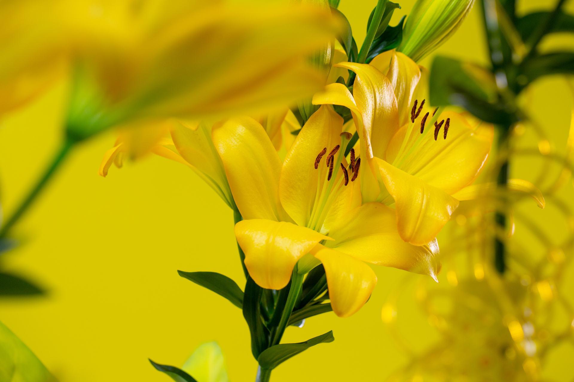 Yellow = Cavalia - Royal Van Zanten