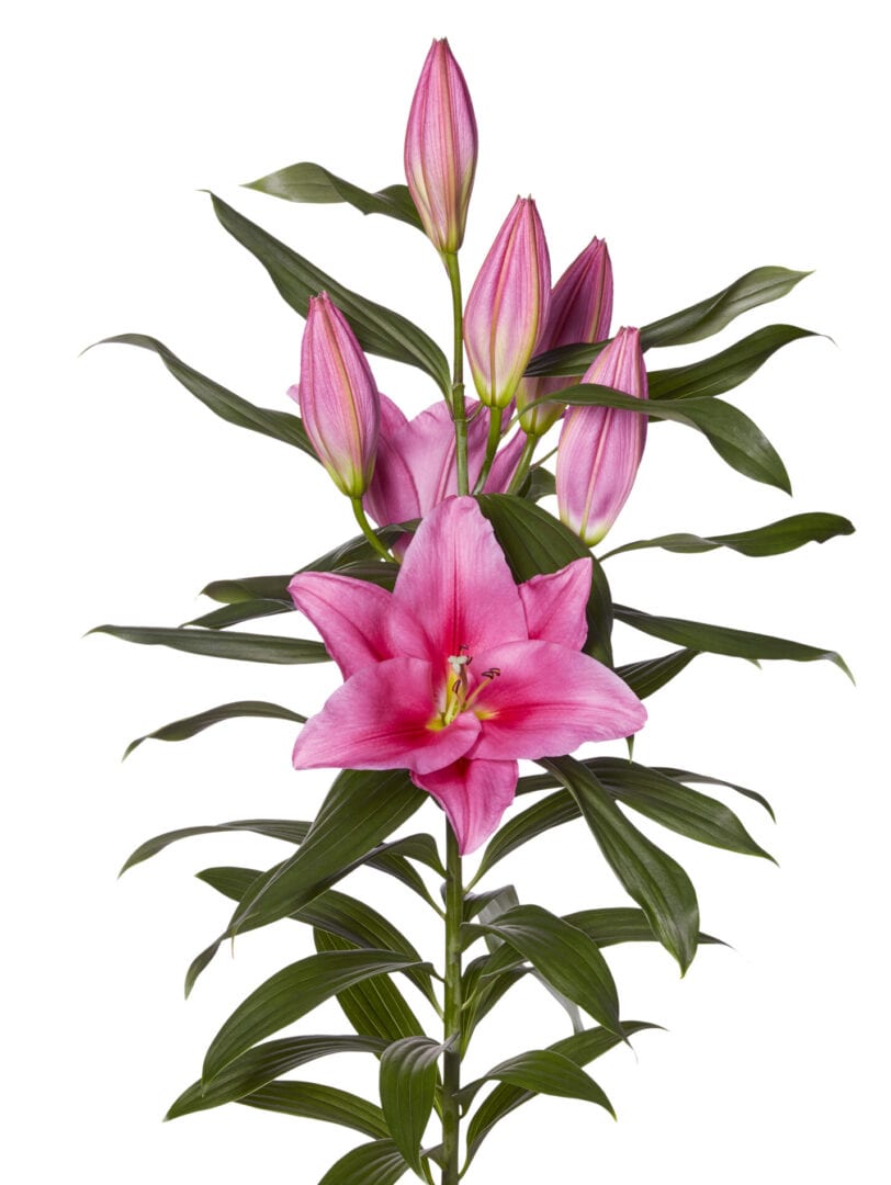 Liber Bay - Royal Van Zanten