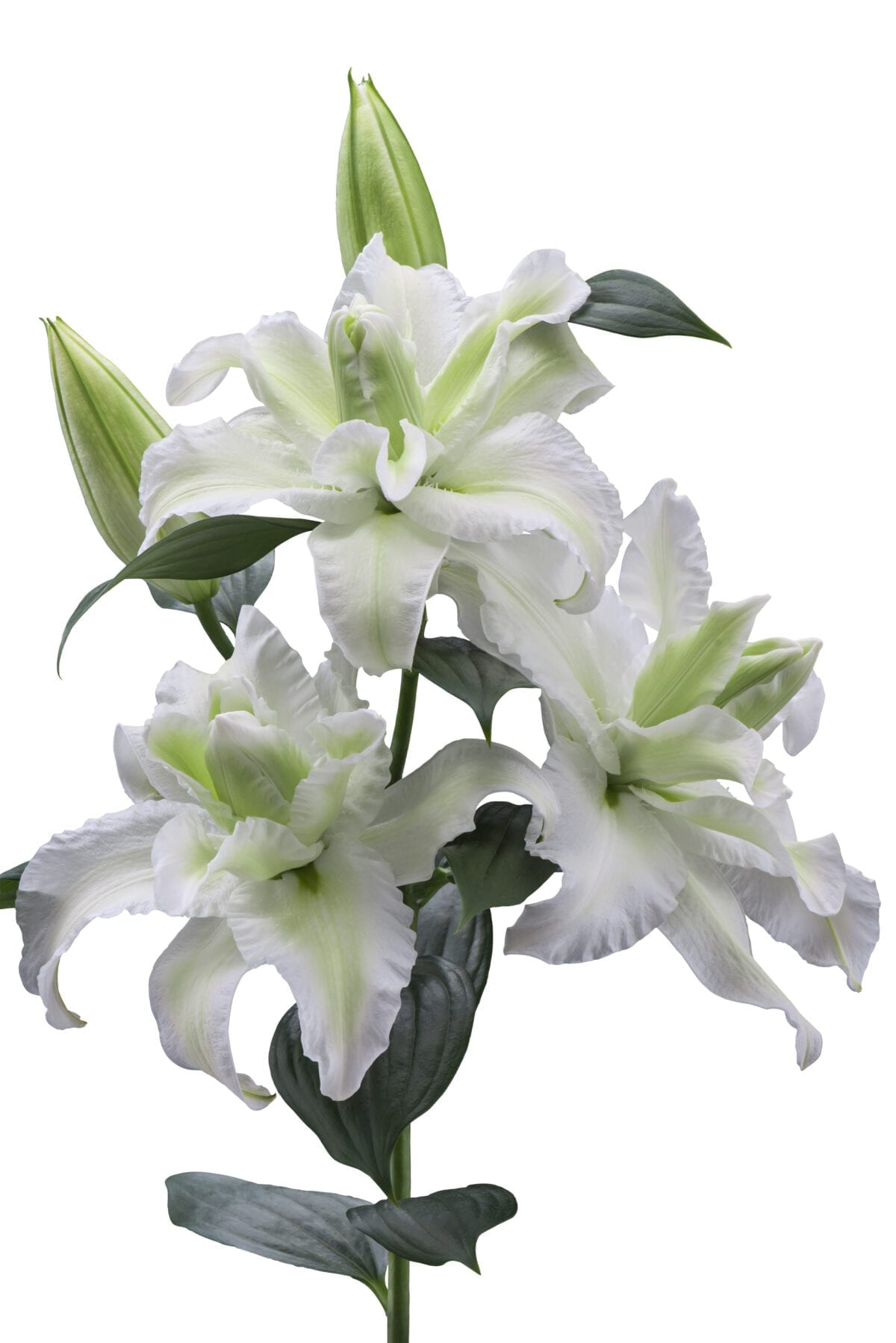 Flowerbulbs Archieven - Royal Van Zanten