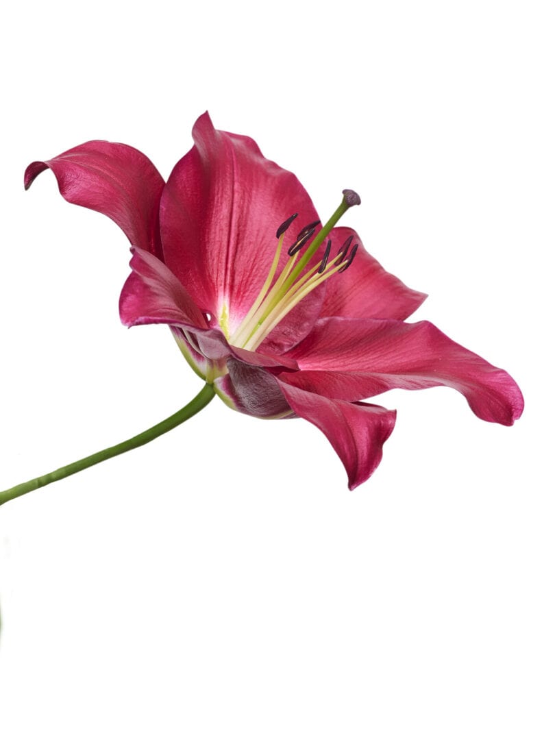 Lilium Liber Love Close - Royal Van Zanten