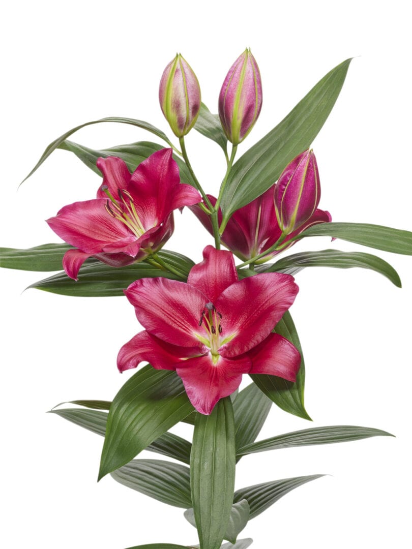 Bloembollen | Royal Van Zanten