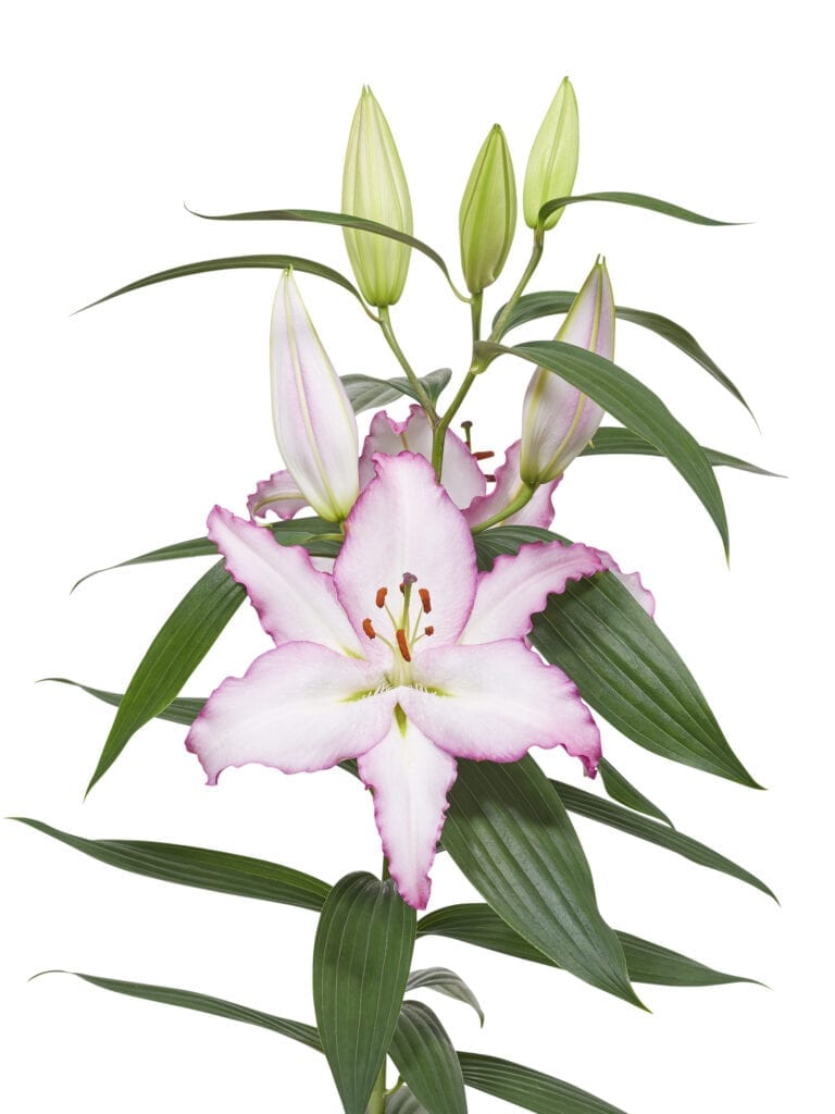 Flowerbulbs | Royal Van Zanten