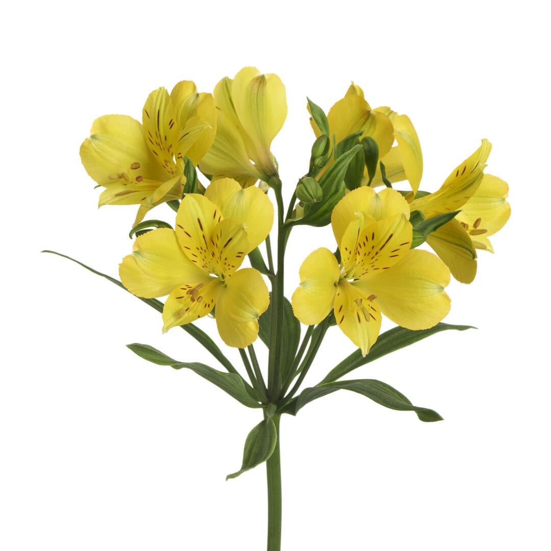 Simba™ - Royal Van Zanten