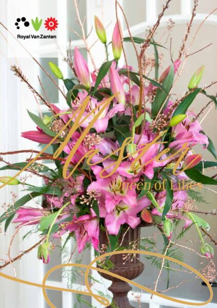 Master Lilium - Royal Van Zanten