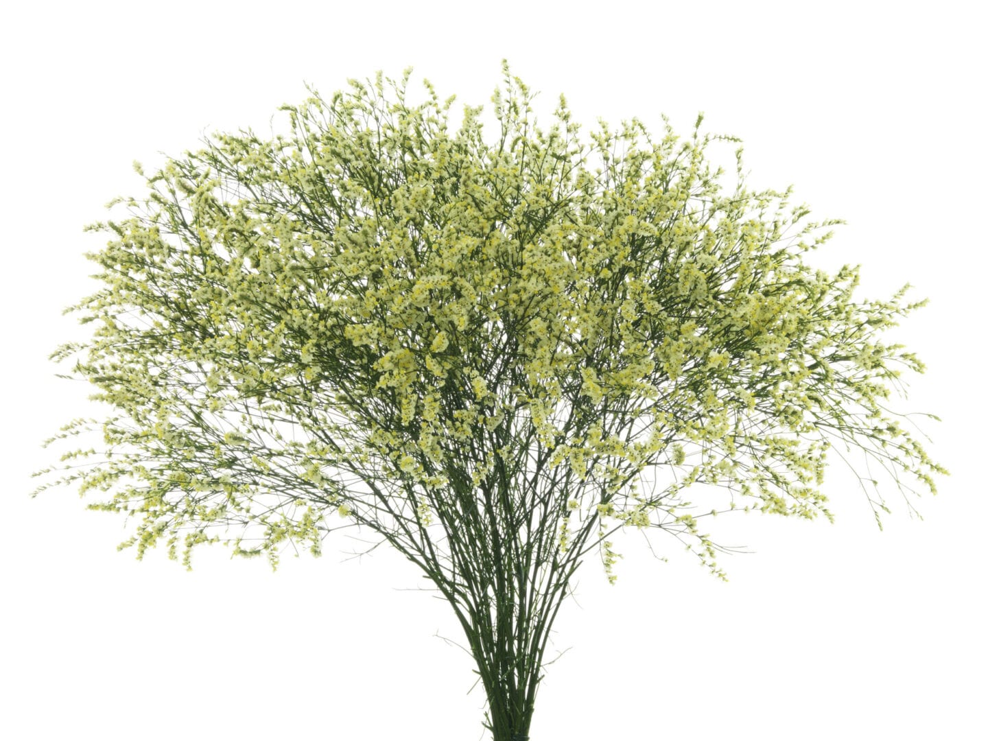 China Lemon® - Royal Van Zanten