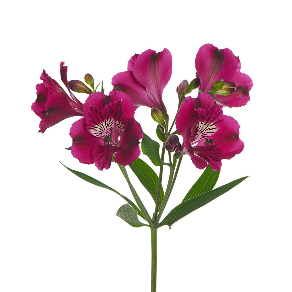 Snijbloemen Archieven - Royal Van Zanten