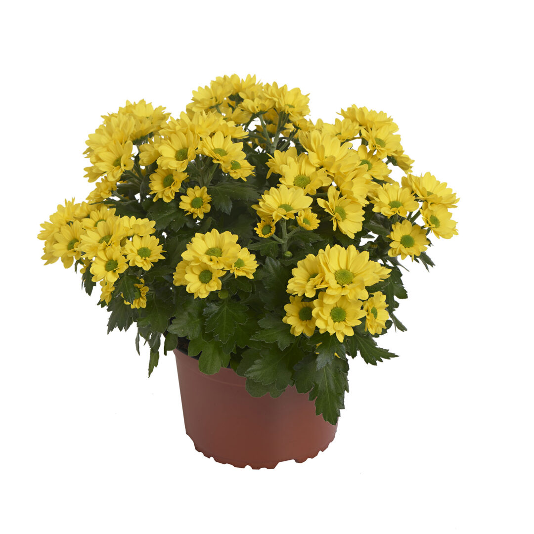 Shine Yellow - Royal Van Zanten