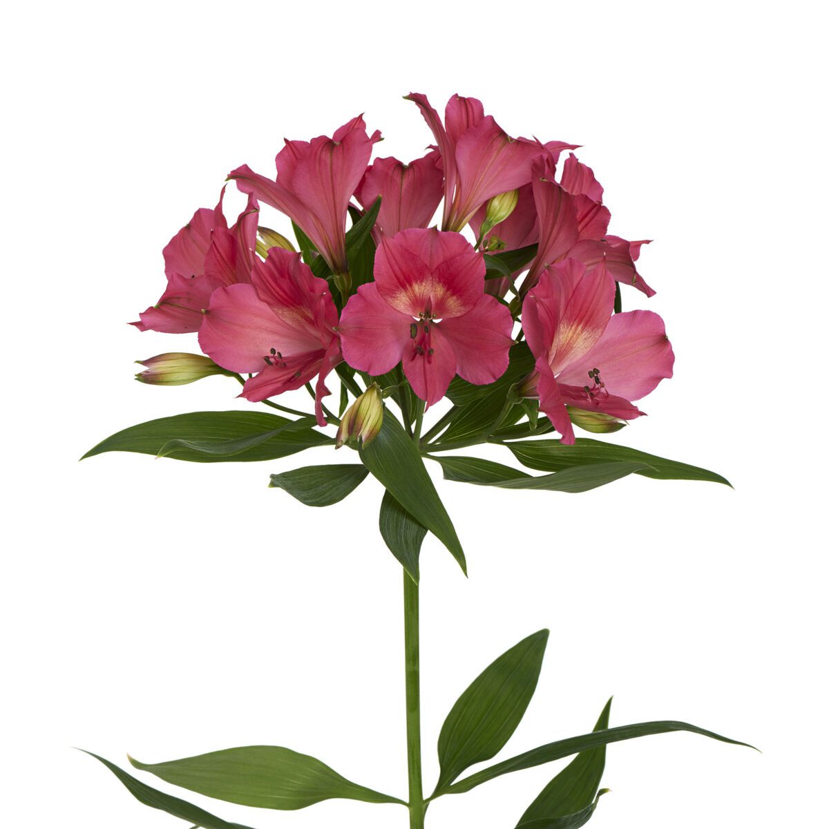 Snijbloemen Archieven - Royal Van Zanten