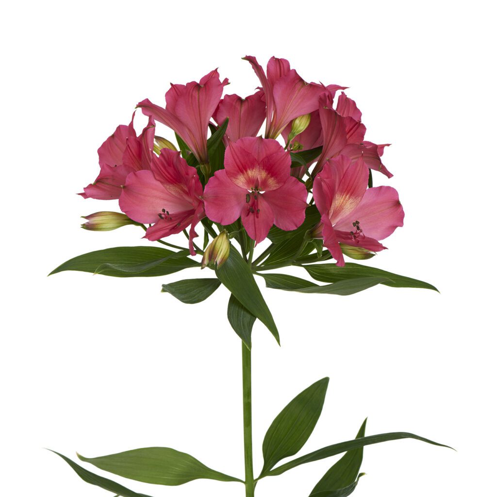 Alstroemeria ‘Intenz Dark Pink’: intensely pink & streak-free - Royal ...