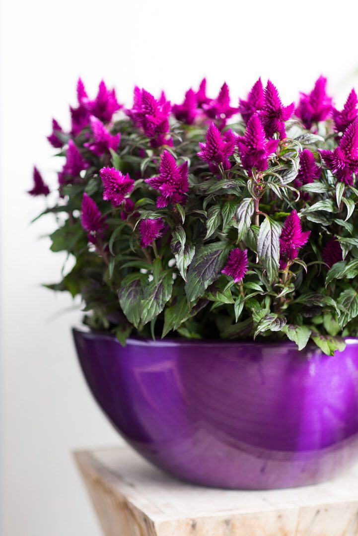 Royal_van_Zanten05162015_0255preview - Royal Van Zanten