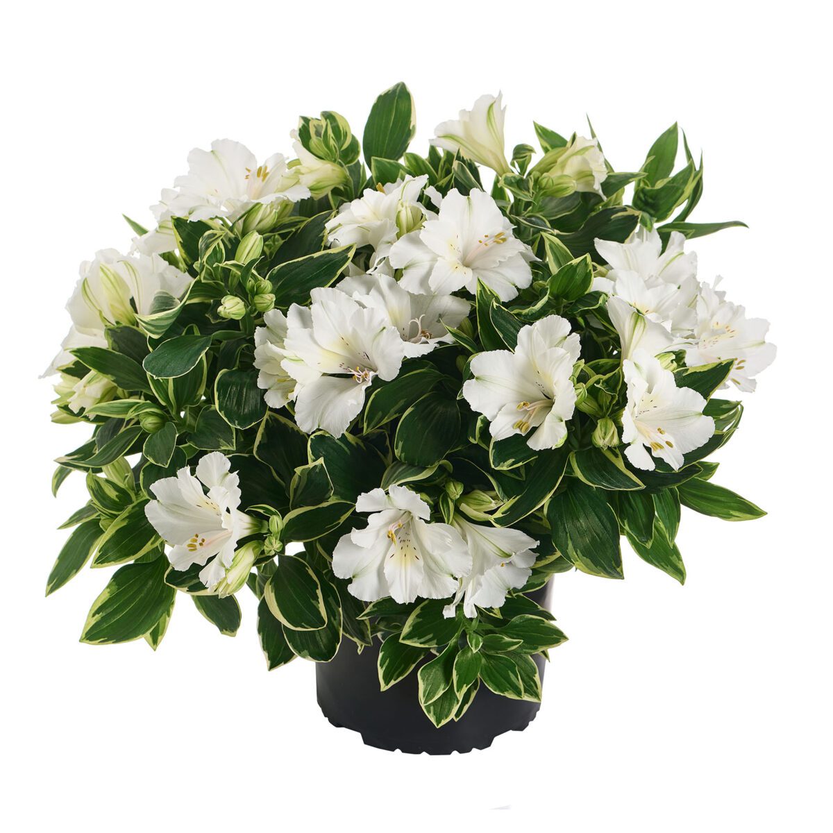 Products | Royal Van Zanten