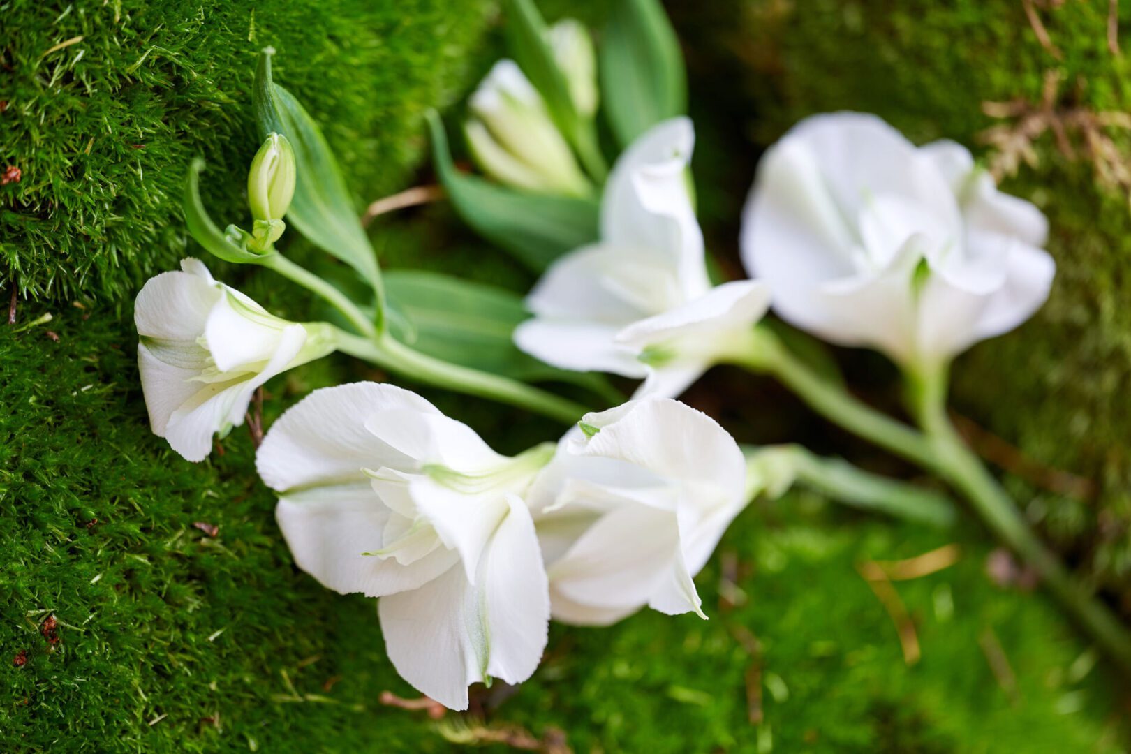 Charmelia: ook ’s winters wonderschoon - Royal Van Zanten