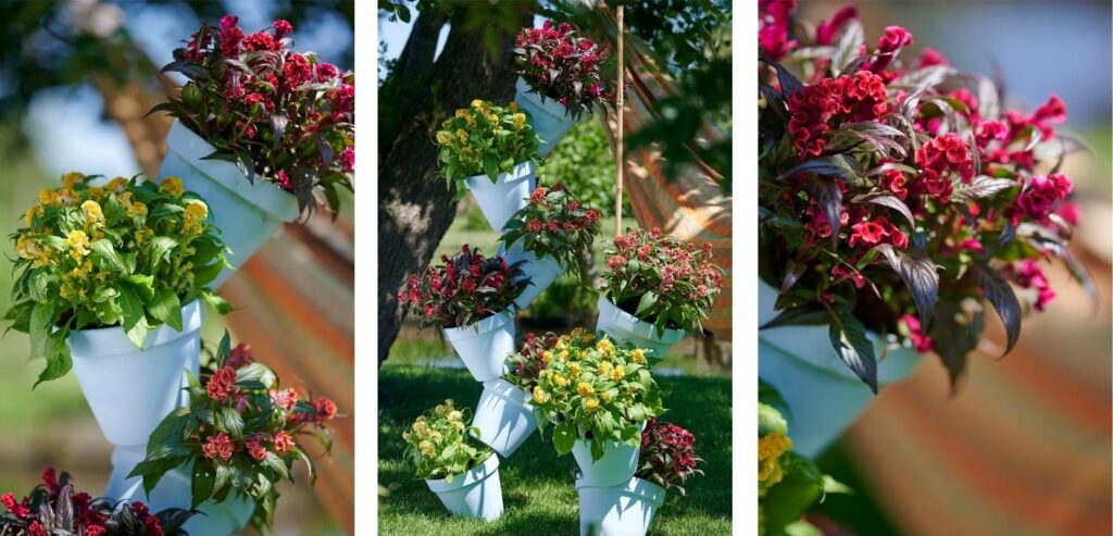 ‘Coral Celosia’ - Royal Van Zanten