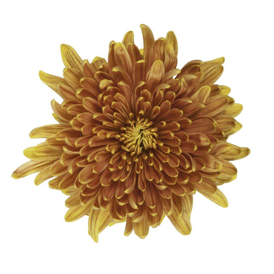 Rosetta Bronze - Royal Van Zanten