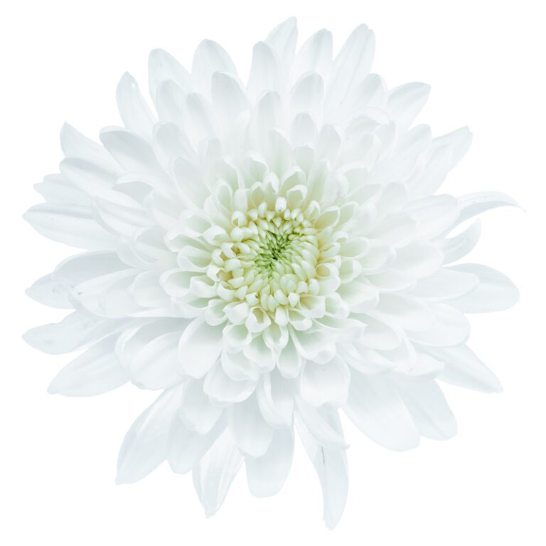 Cut flowers Archieven - Royal Van Zanten