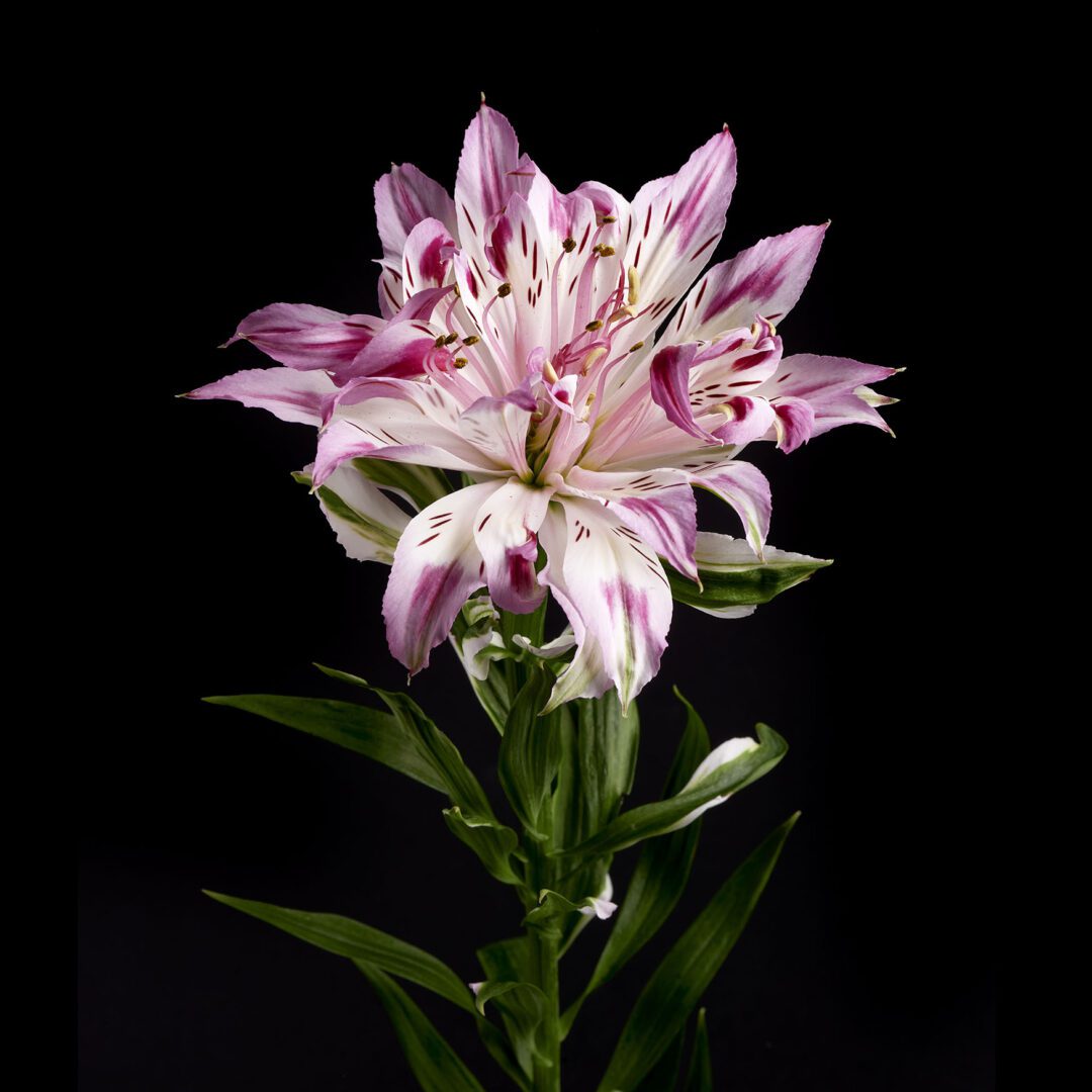 RVZ_Astronova_Gemma_Preview - Royal Van Zanten